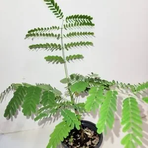 Emeritus Gardens LLC | Other | A Royal Poinciana Tree Seedling In A ...